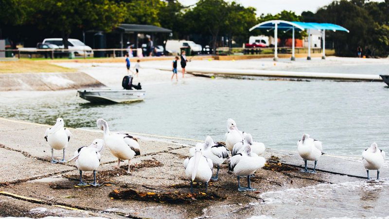 Jacobs Well Tourist Park Information | Gold Coast Tourist Parks