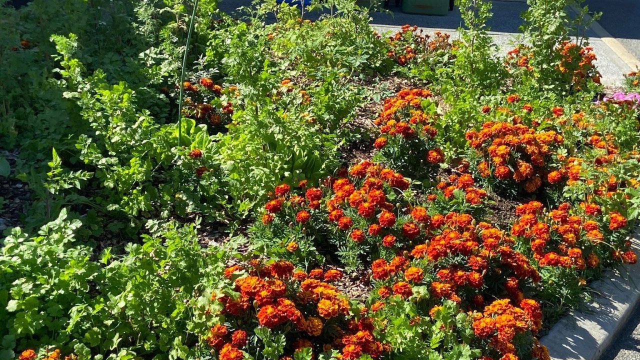 Gold Coast Tourist Parks | Post: Experience Spring at Main Beach…